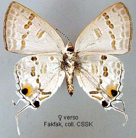 Papua Insects Foundation (Lepidoptera/Lycaenidae/Lycaeninae(Hypolycaena ...